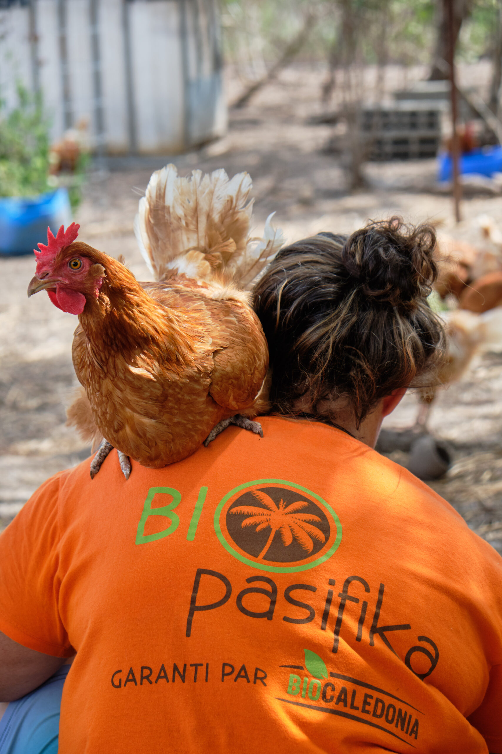 AgricultureBio.nc : 23/11/24 : Un système participatif pour accompagner ...